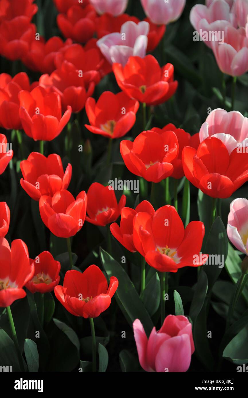 Red Darwin Hybrid tulips (Tulipa) Cherry Delight bloom in a garden in ...