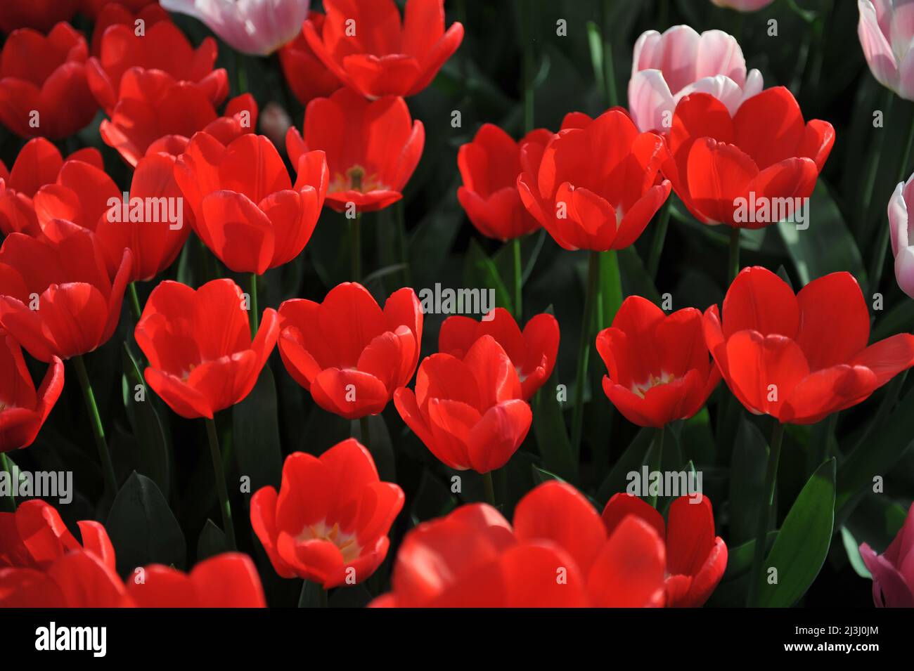 Cherry red flowers hi-res stock photography and images - Alamy