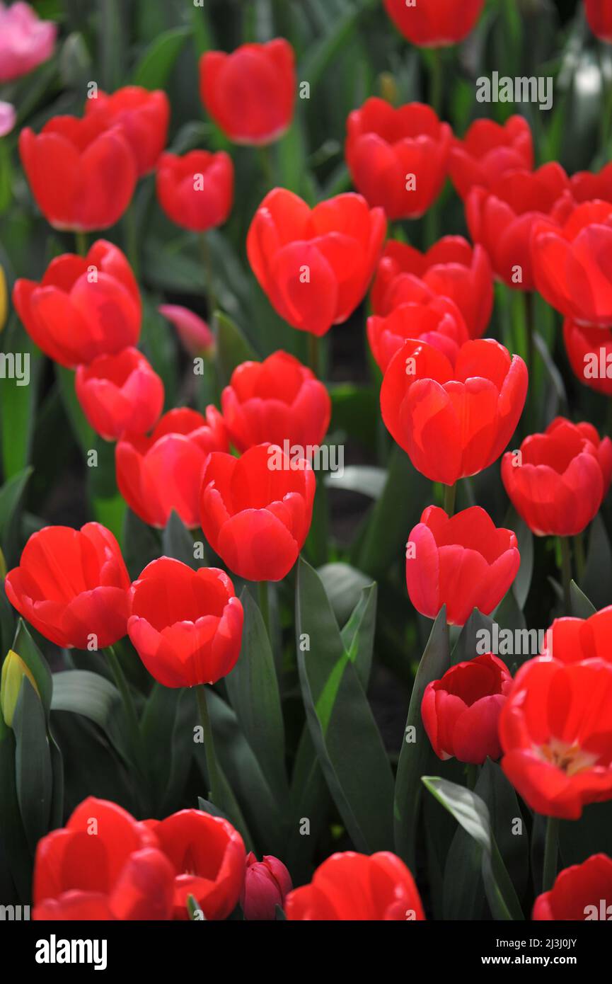 Red Darwin Hybrid tulips (Tulipa) Cherry Delight bloom in a garden in ...