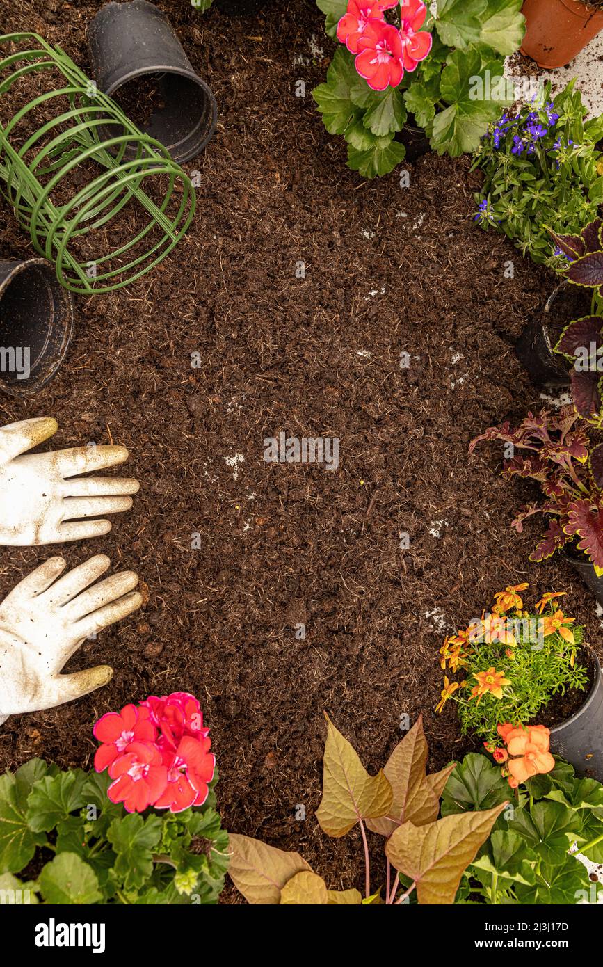 Gardening frame concept, flowerpots and spring flowers on dirt ...