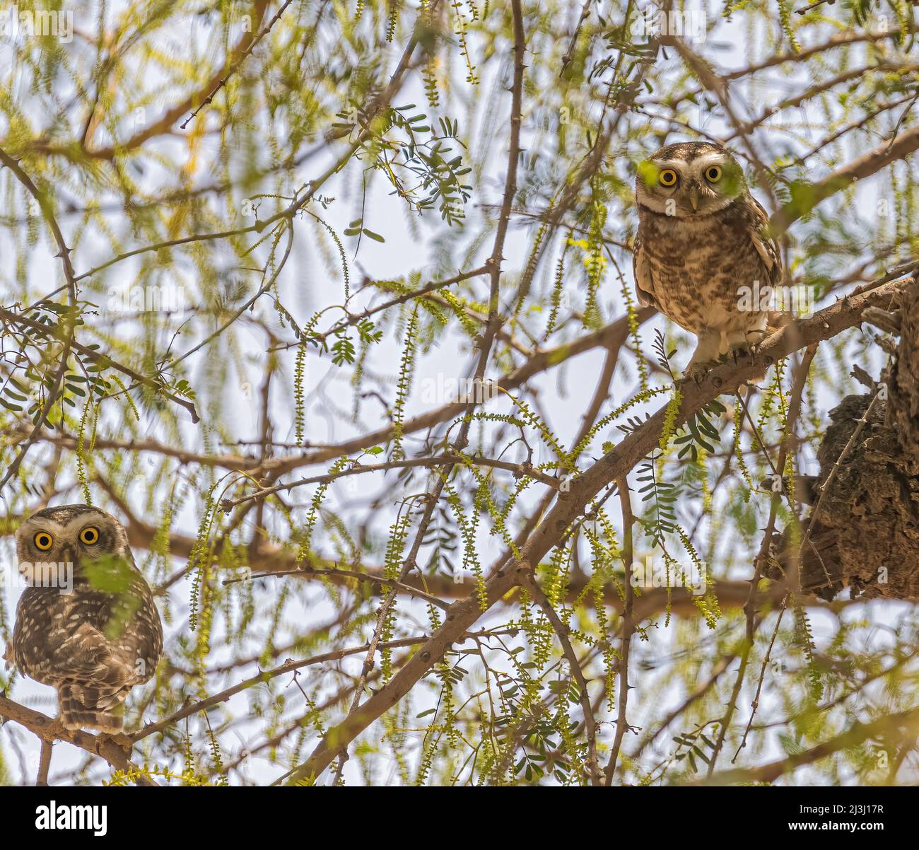 Spotted owlet in habitat hi-res stock photography and images - Alamy