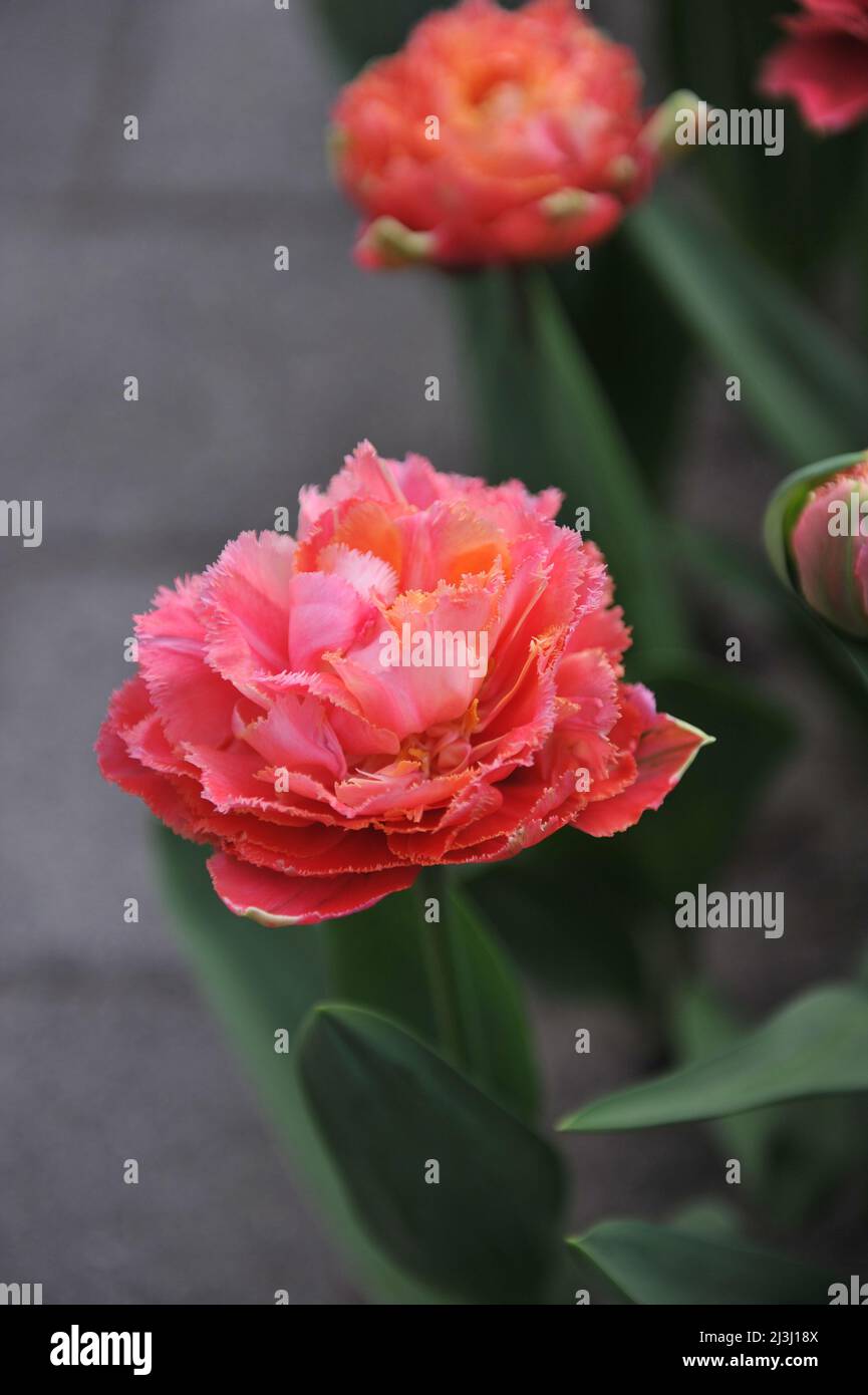 Pink fringed tulips (Tulipa) Chique Elegance bloom in a garden in March ...