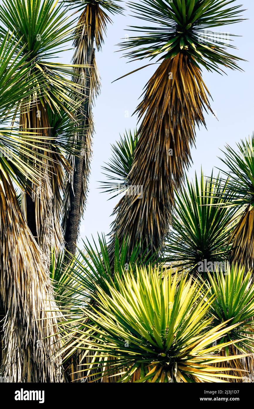 You can see few palm trees hi-res stock photography and images - Alamy