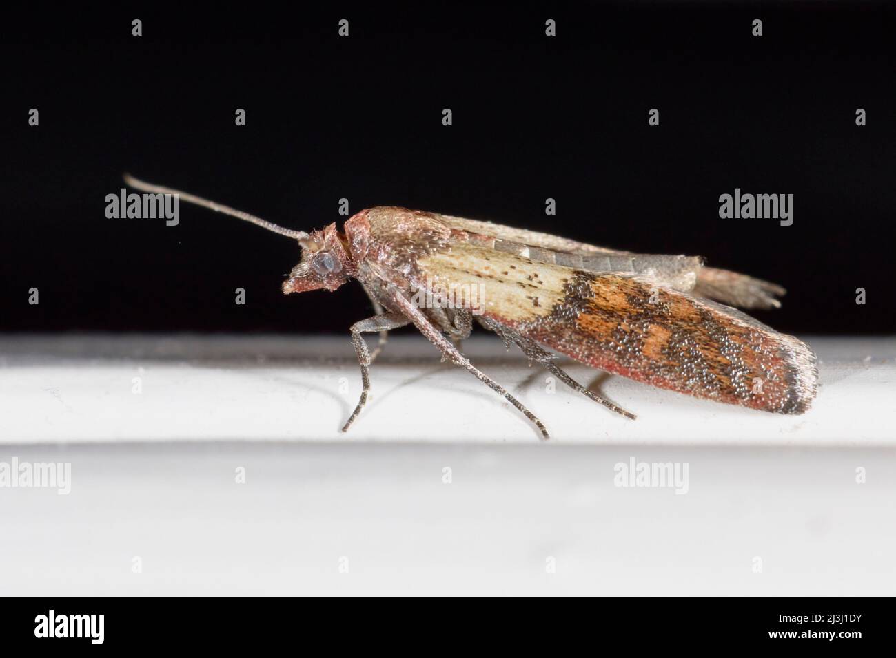 Indian meal moth, food moth, Plodia interpunctella Stock Photo - Alamy