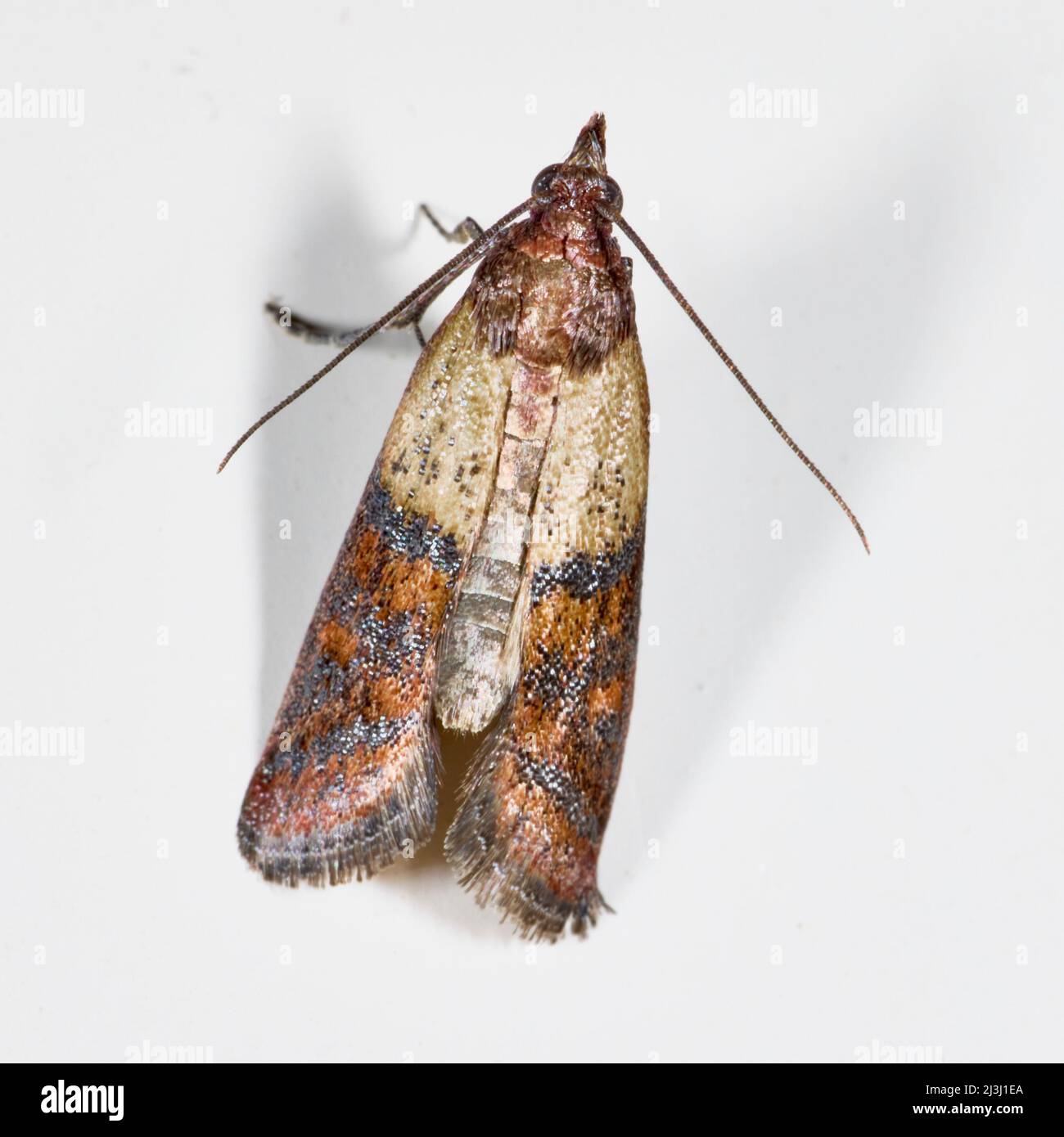 Indian meal moth hi-res stock photography and images - Alamy