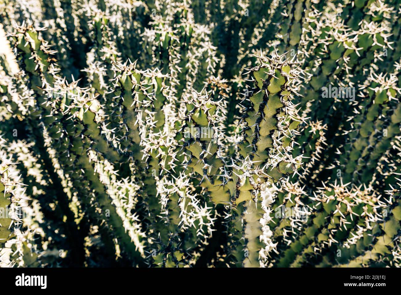 Cactus Texture Natural Background Desert Plant in Mexico Stock Photo ...