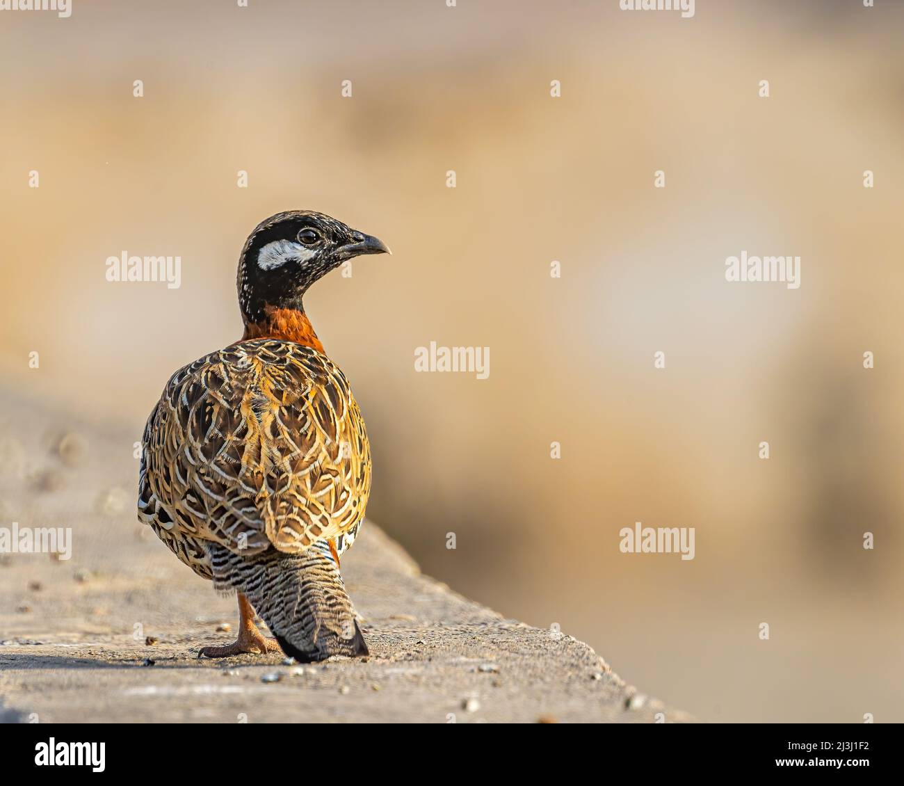 Black francolin hi-res stock photography and images - Alamy