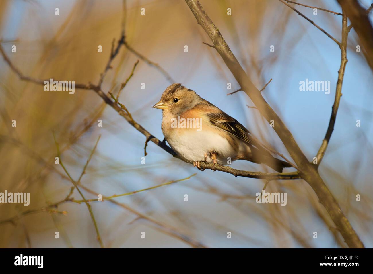 Female brambling hi-res stock photography and images - Alamy