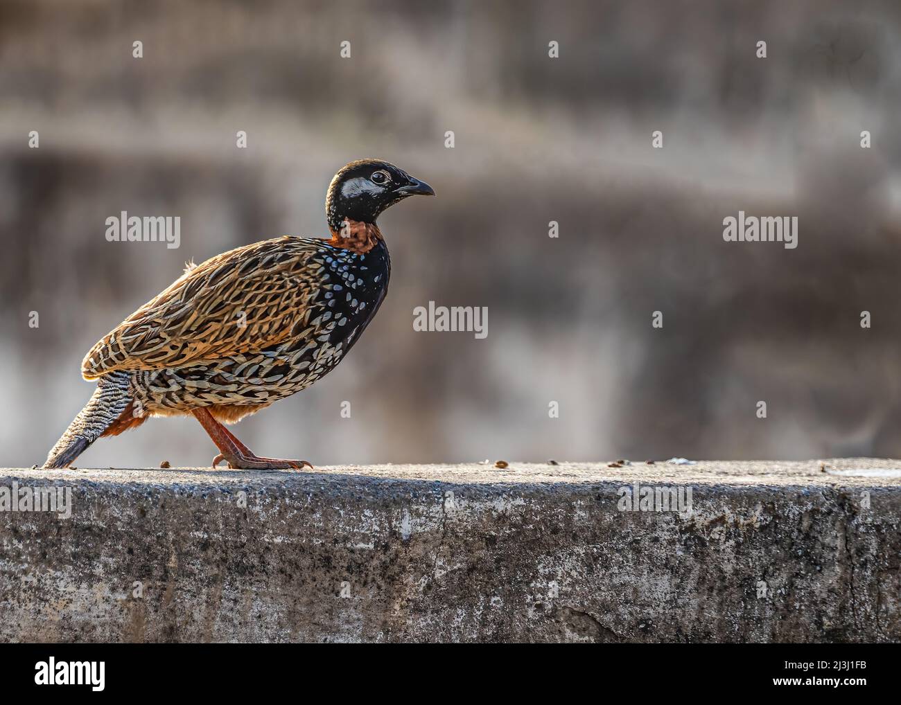 Black francolin hi-res stock photography and images - Alamy