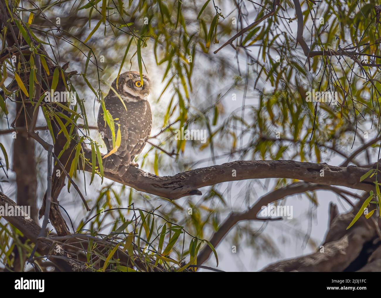 Owl hidden hi-res stock photography and images - Alamy