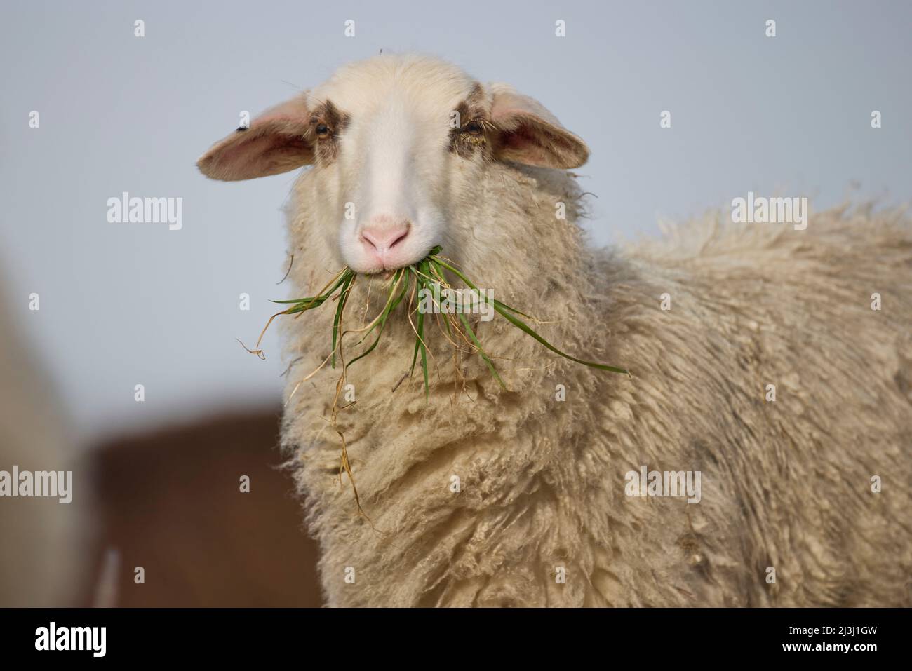 Sheep chews hi-res stock photography and images - Alamy