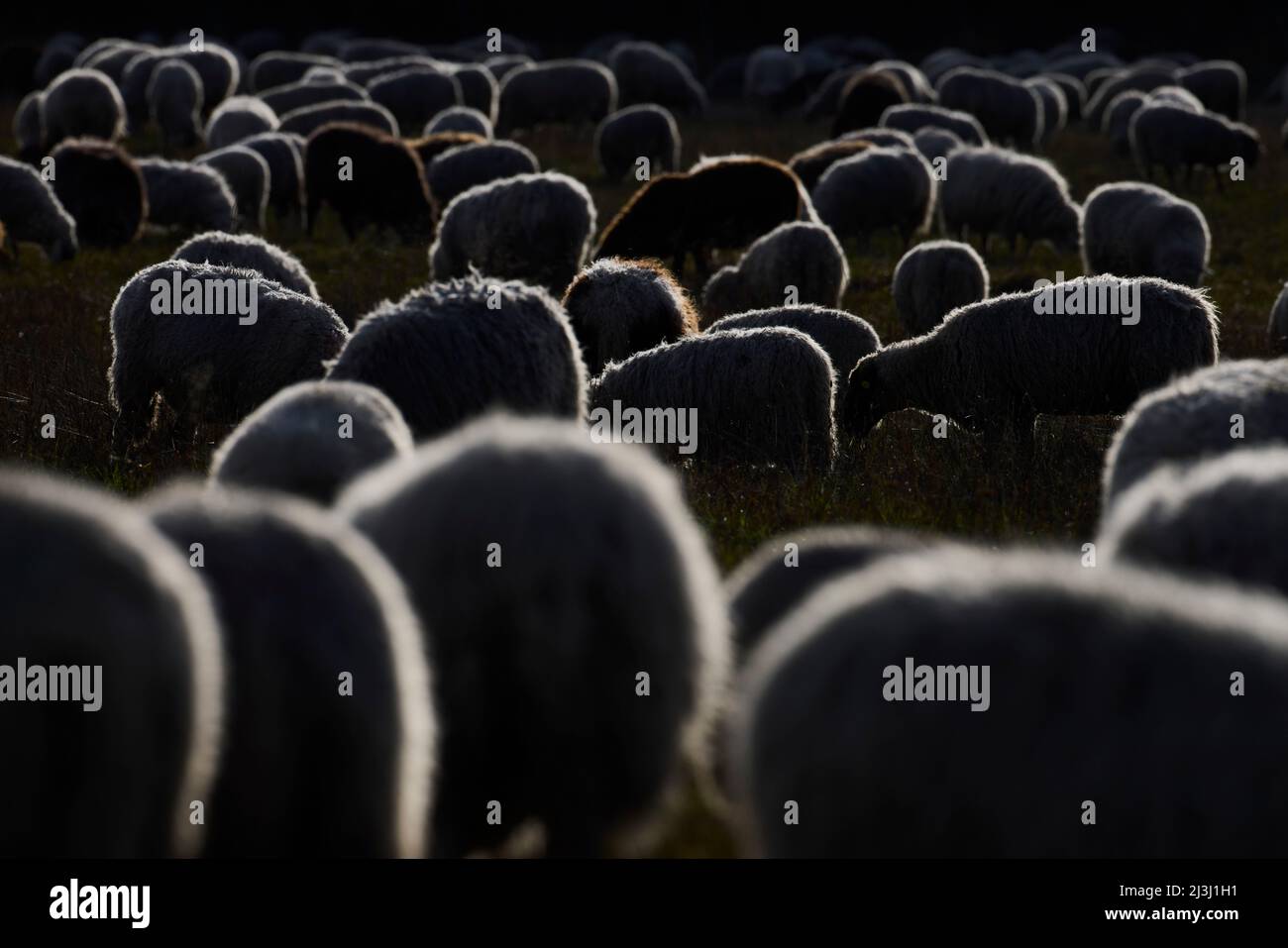 Flock of sheep, back light Stock Photo - Alamy