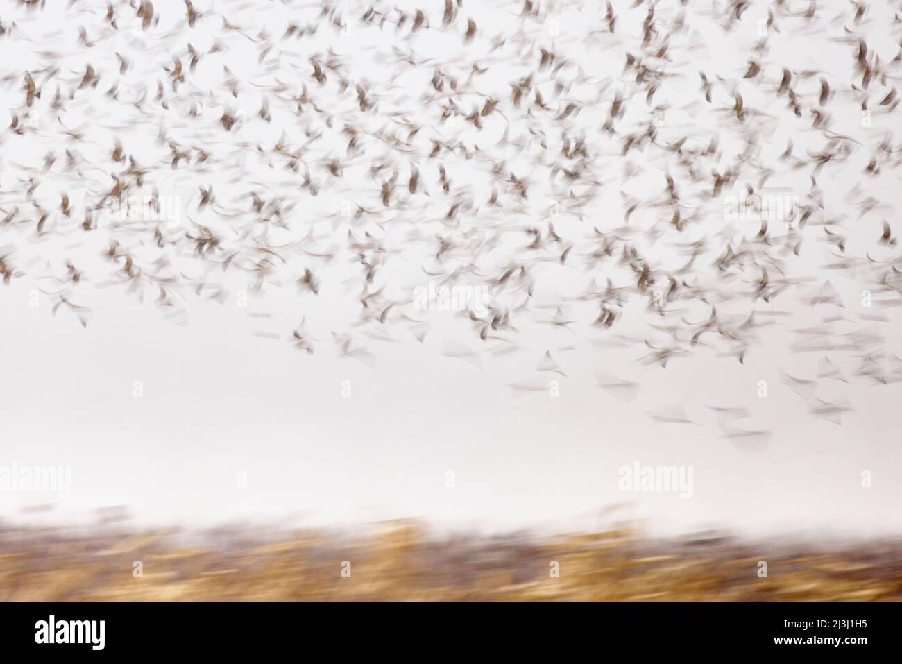Finches, flock, brambling, winter visitors Stock Photo - Alamy