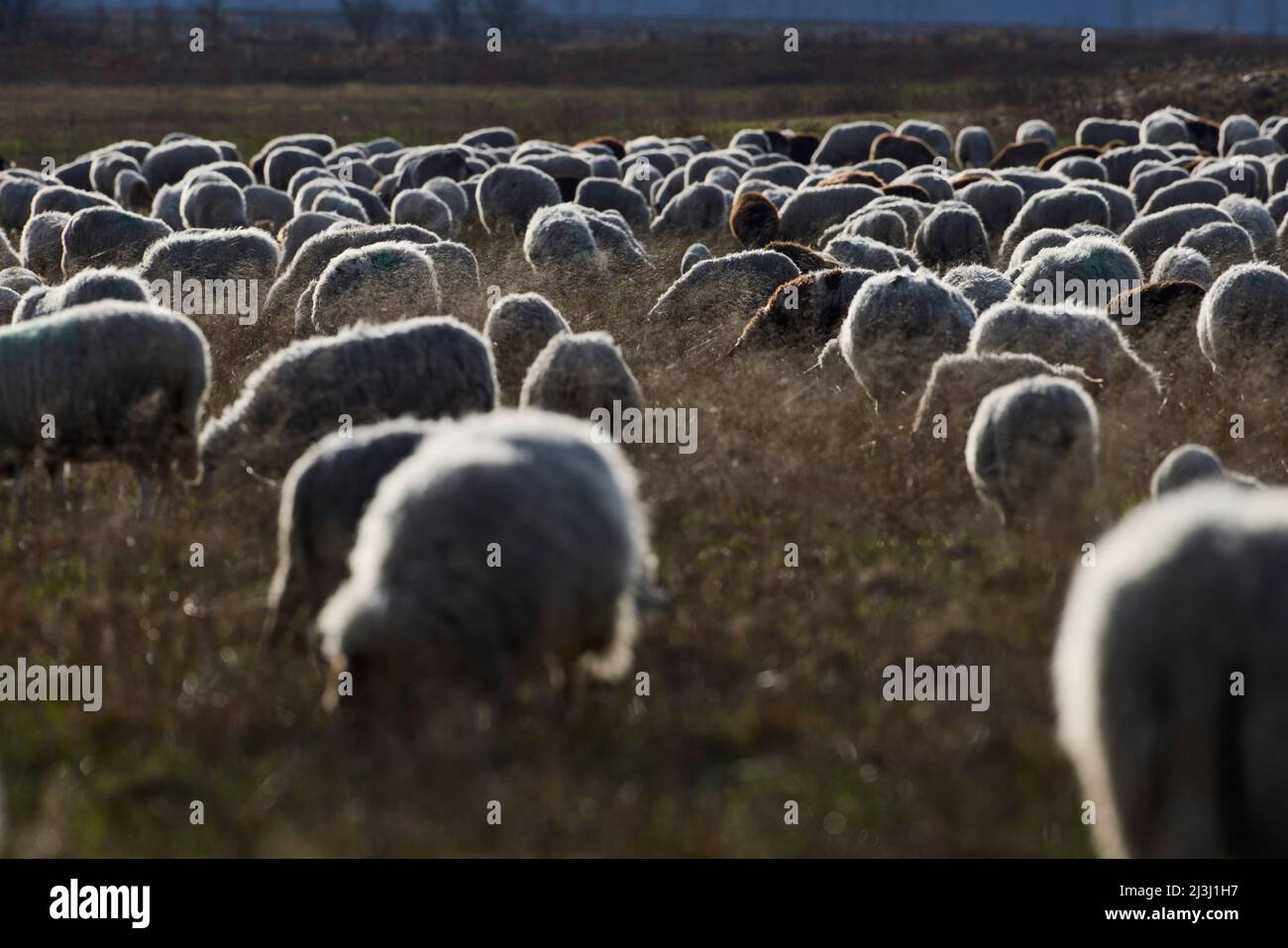 Flock of sheep, back light Stock Photo - Alamy