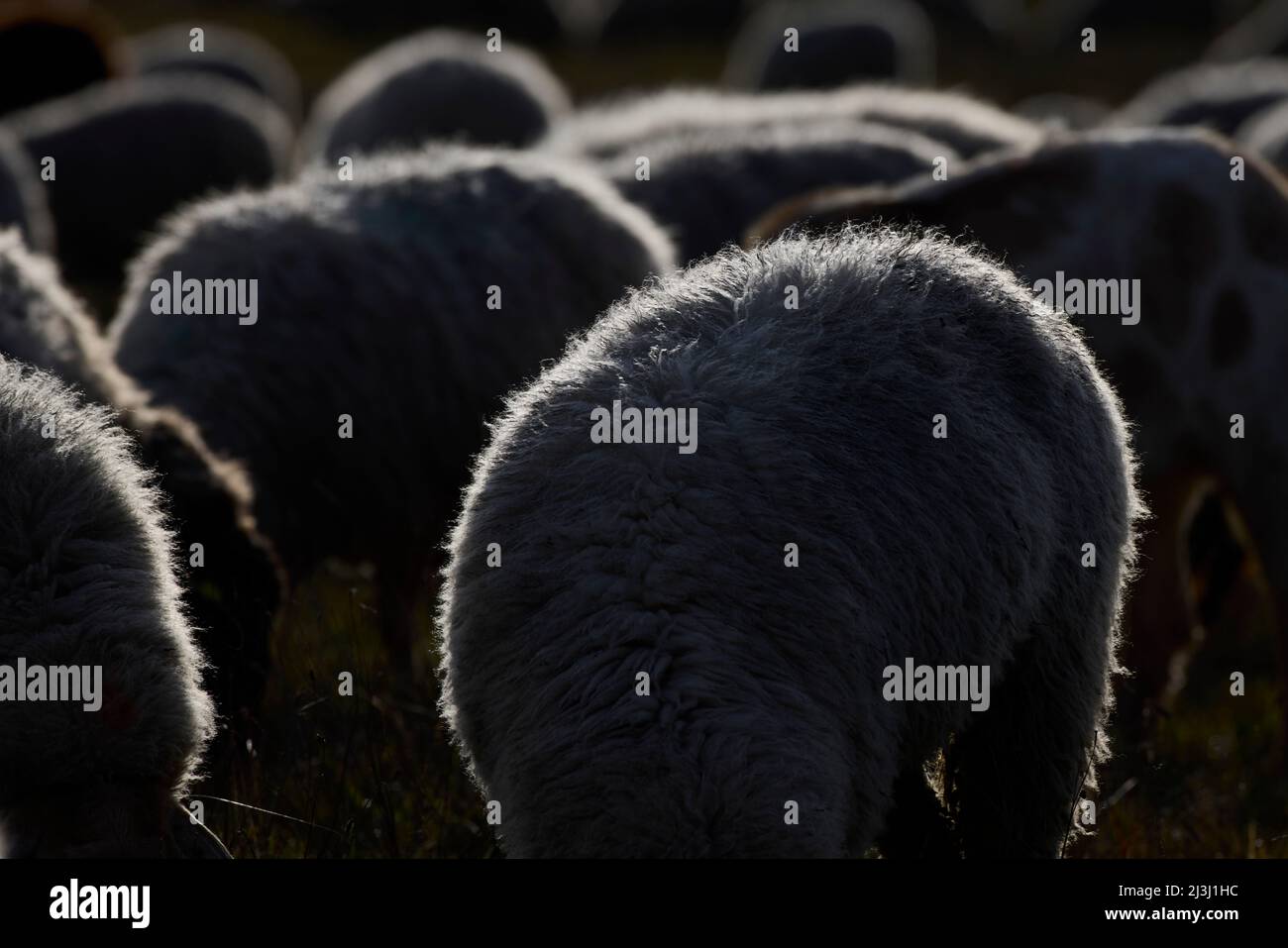 Flock of sheep, back light Stock Photo - Alamy
