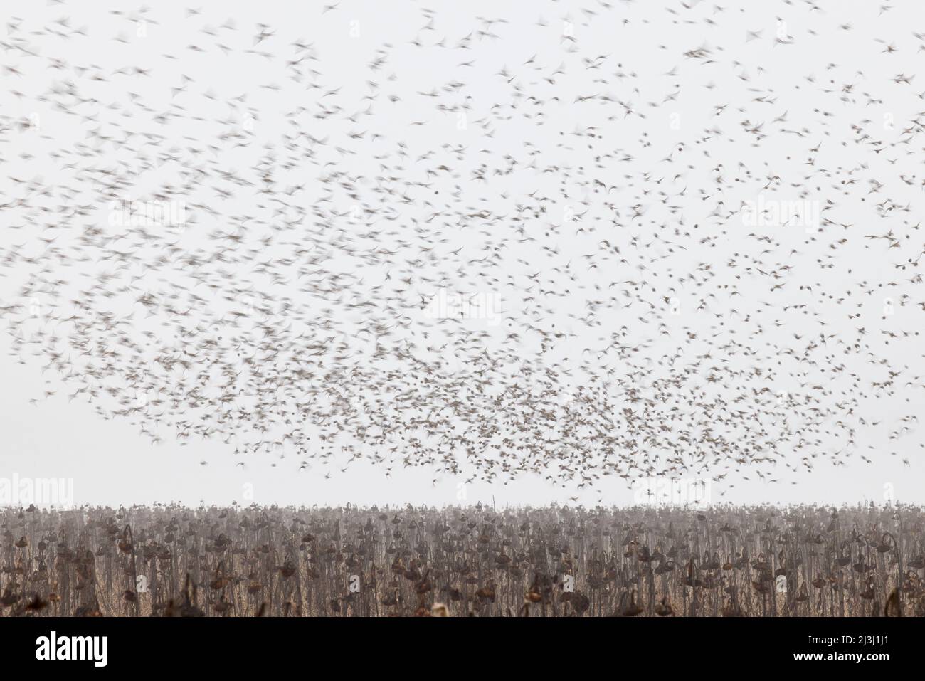 Finches, flock, brambling, winter visitors Stock Photo - Alamy