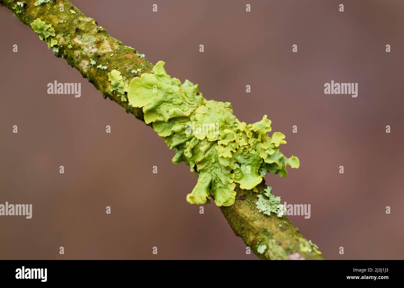 Macroscopic lichen hi-res stock photography and images - Alamy