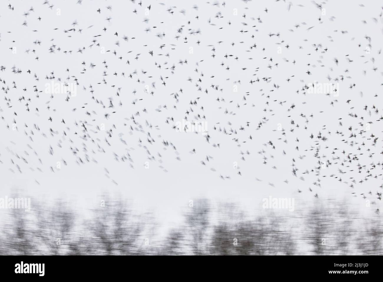 Finches, flock, brambling, winter visitors Stock Photo - Alamy