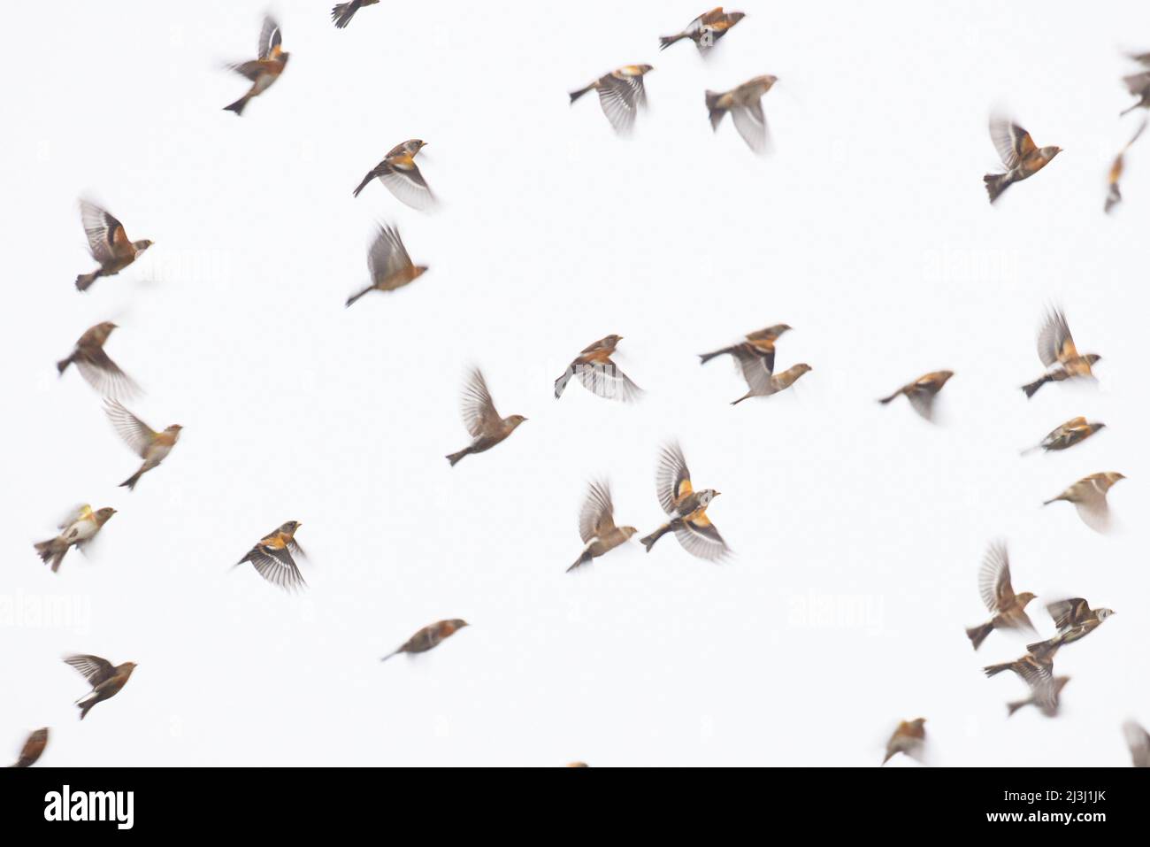 Group of finches hi-res stock photography and images - Alamy