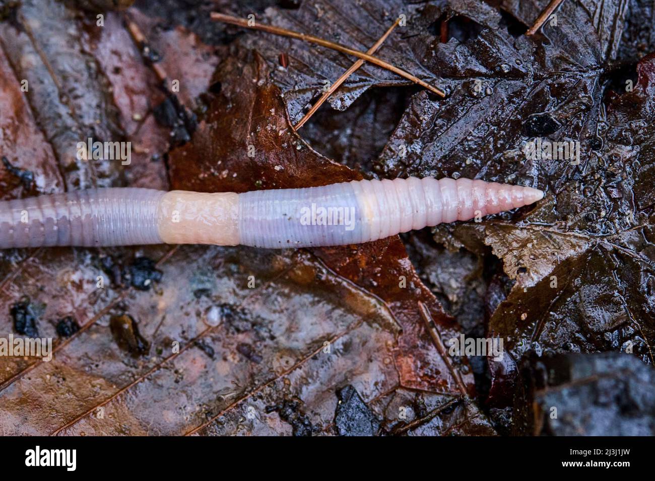 Worm head hi-res stock photography and images - Alamy