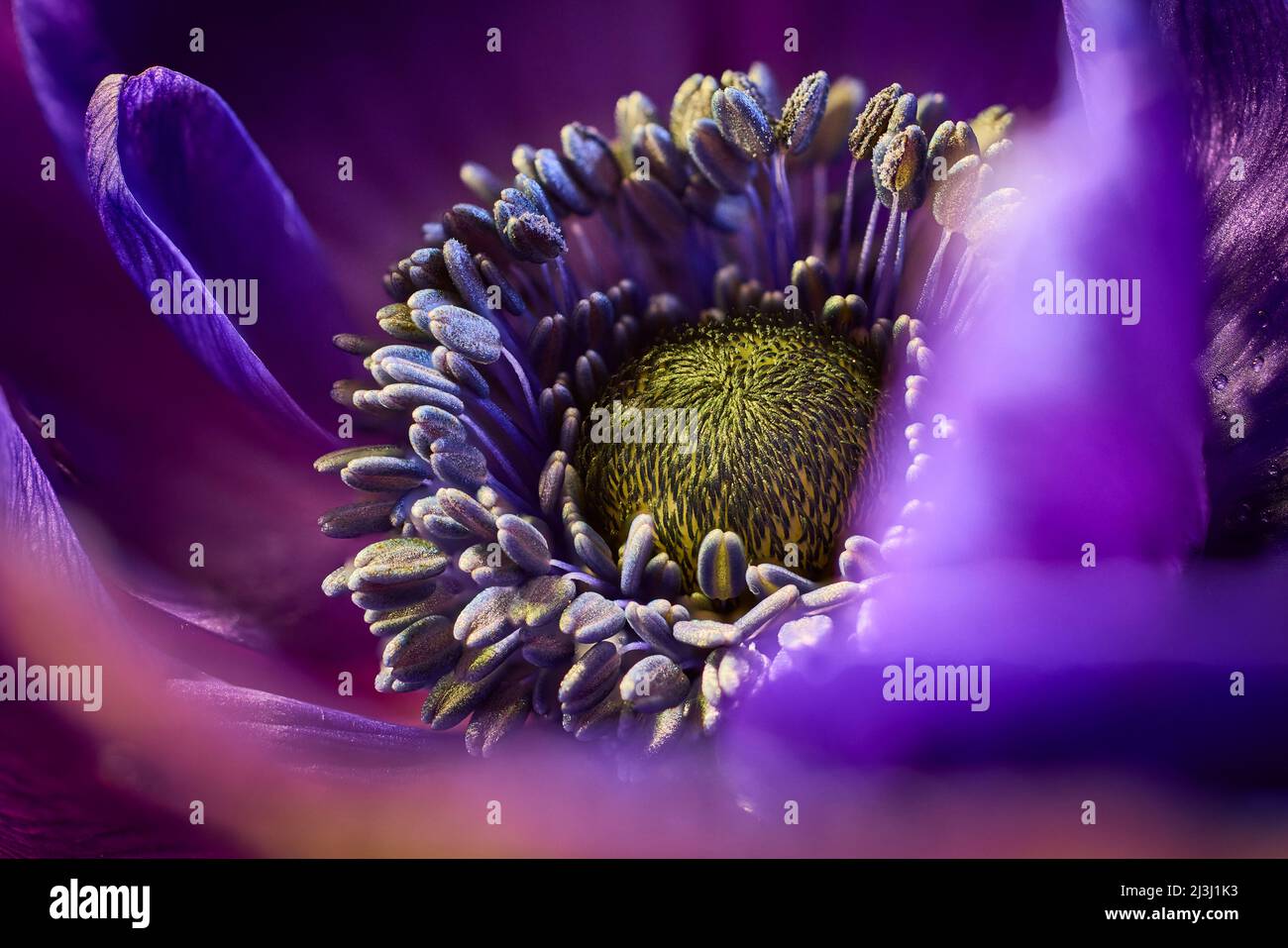 Poppy, flower, detail Stock Photo - Alamy