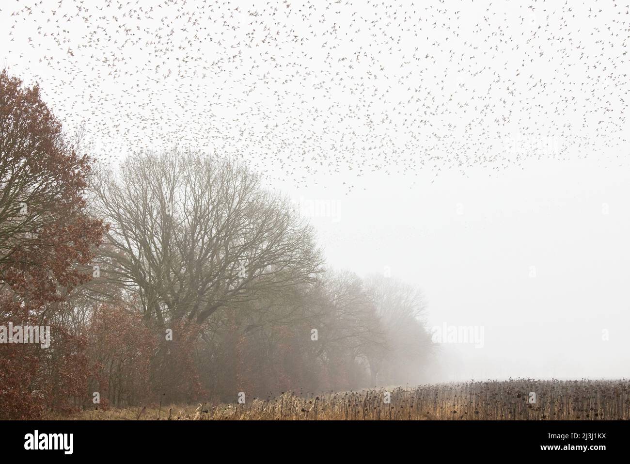 Finches, flock, brambling, winter visitors Stock Photo - Alamy