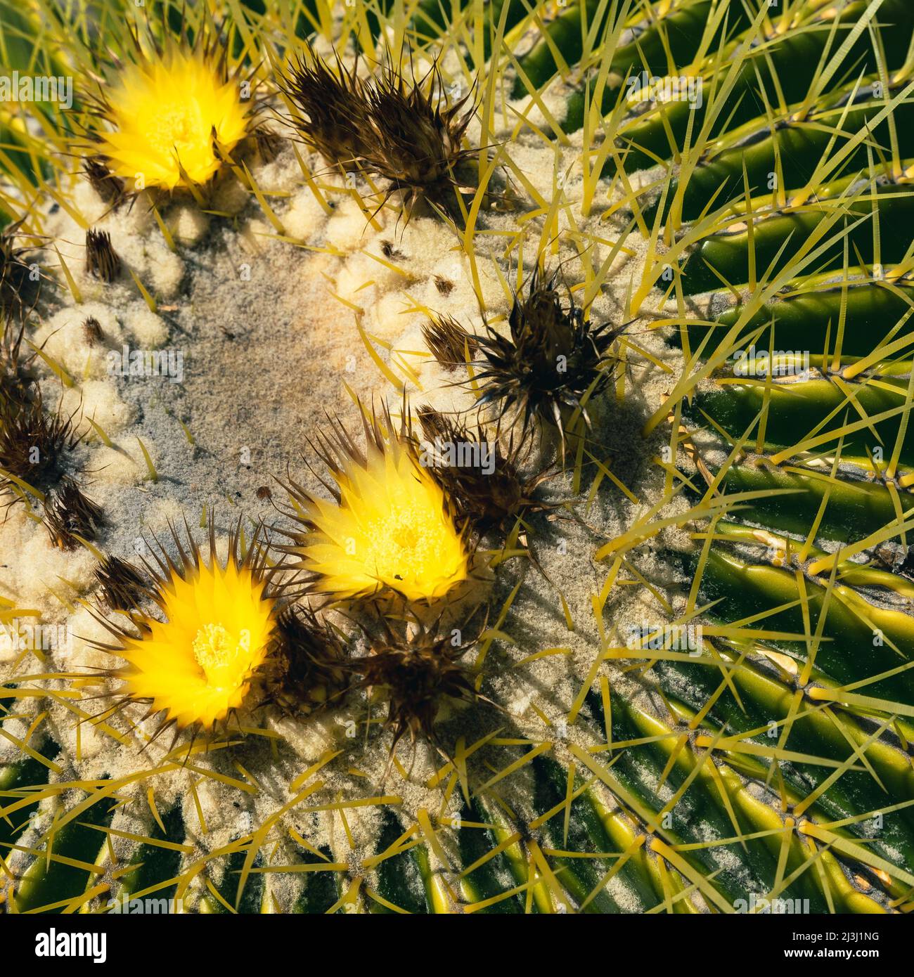 Cactus Texture Natural Background Desert Plant in Mexico Stock Photo ...