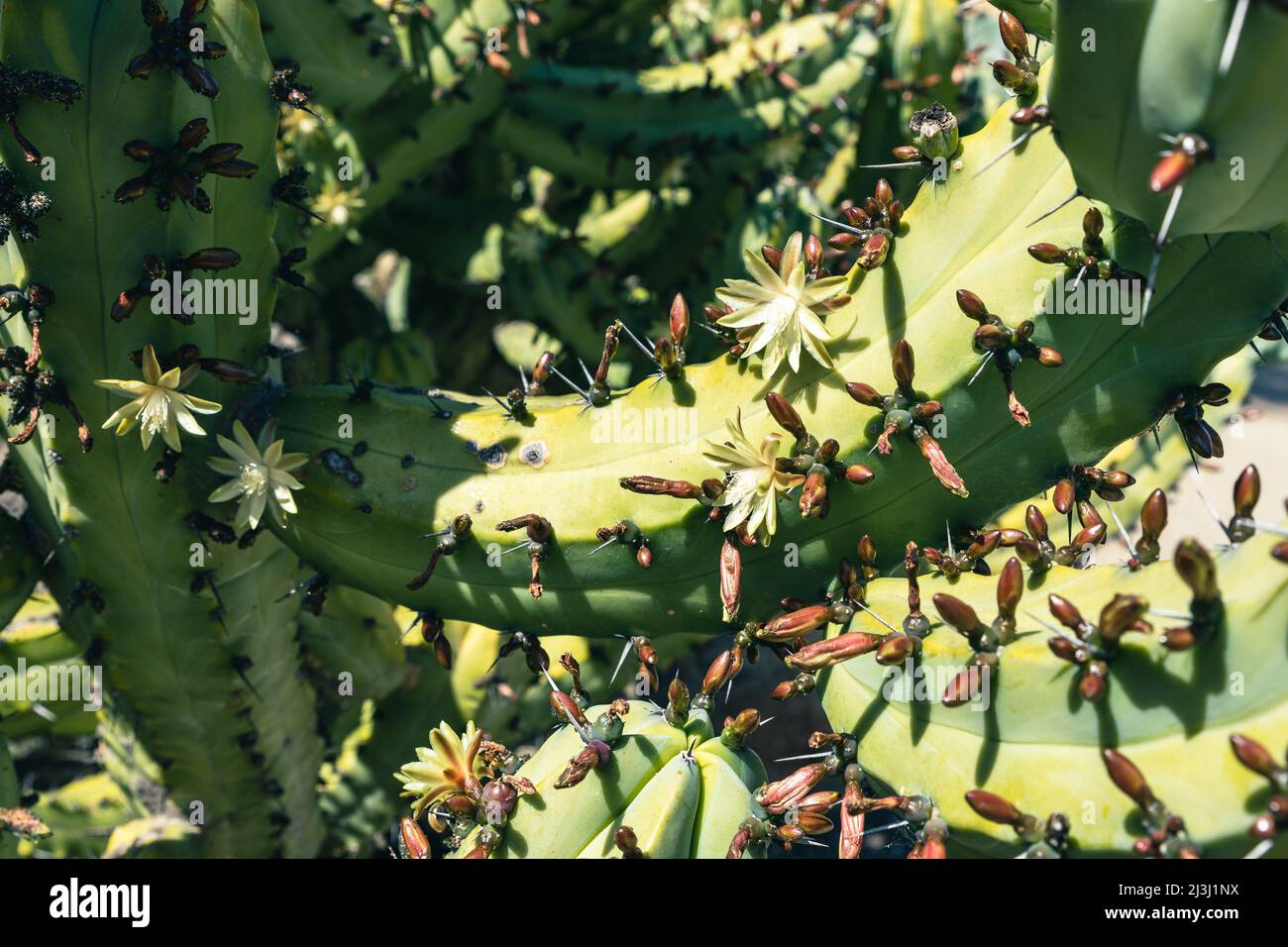 Cactus Texture Natural Background Desert Plant in Mexico Stock Photo ...