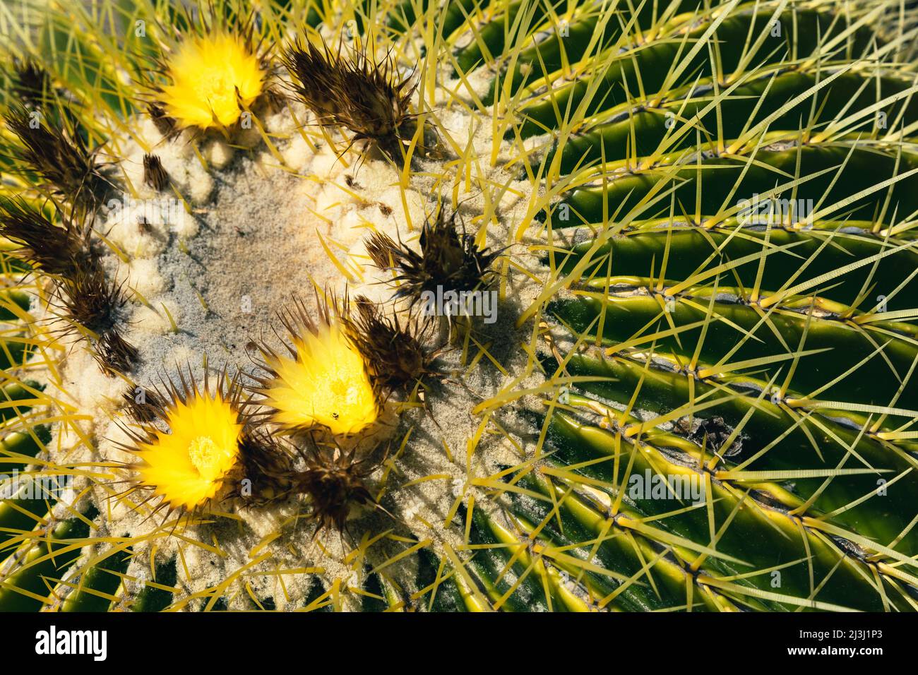 Cactus Texture Natural Background Desert Plant in Mexico Stock Photo ...