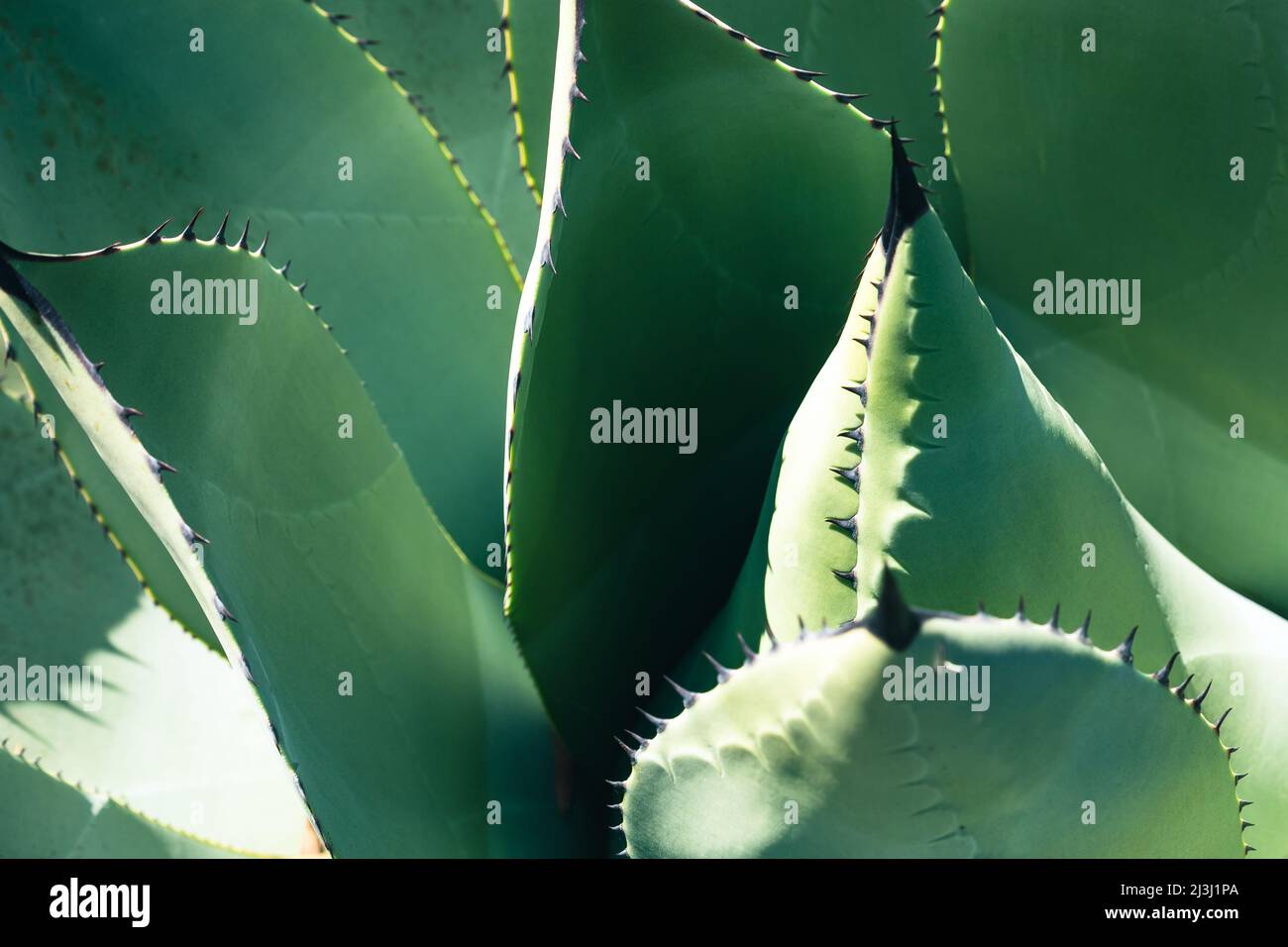 Purple agave hi-res stock photography and images - Alamy