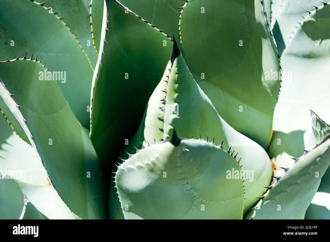 Agave top view hi-res stock photography and images - Alamy