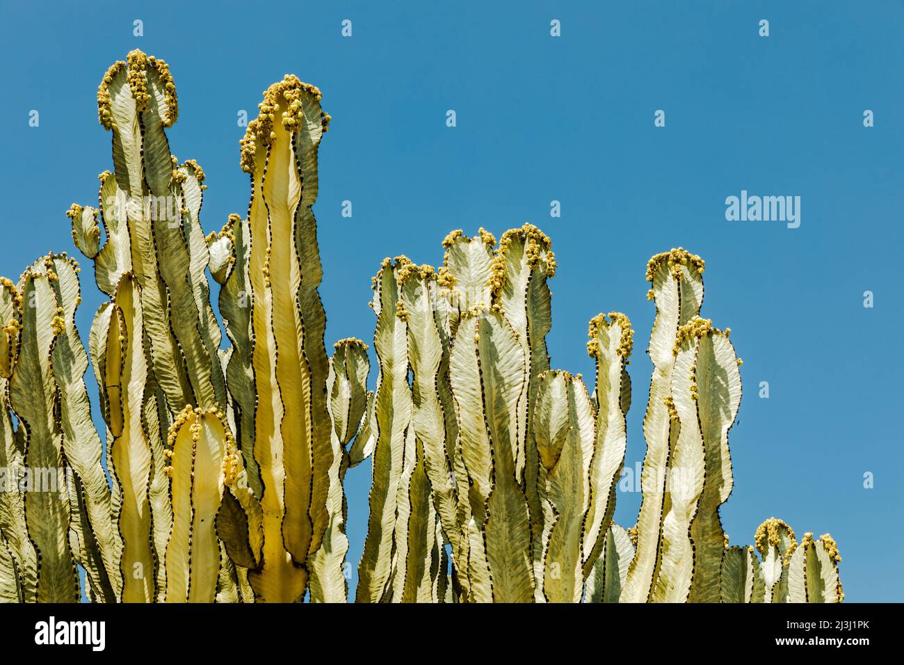 Cactus Texture Natural Background Desert Plant in Mexico Stock Photo ...