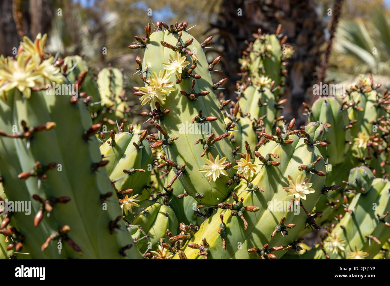Cactus Texture Natural Background Desert Plant in Mexico Stock Photo ...