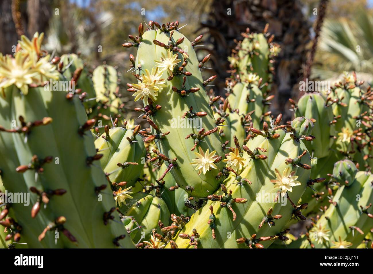 Closeup color desert design hi-res stock photography and images - Alamy