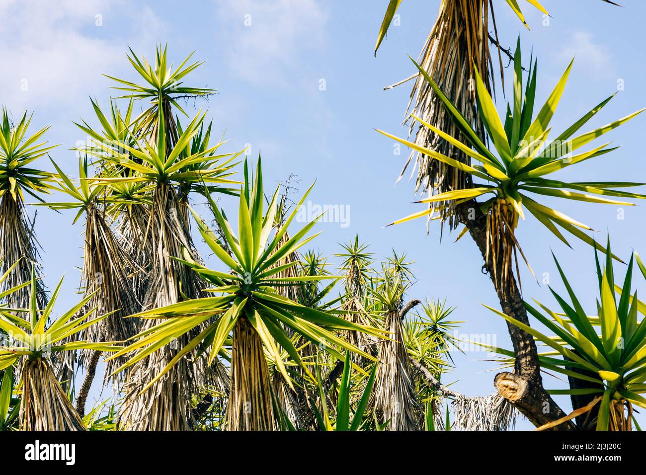 Mexico cape verde hi-res stock photography and images - Alamy