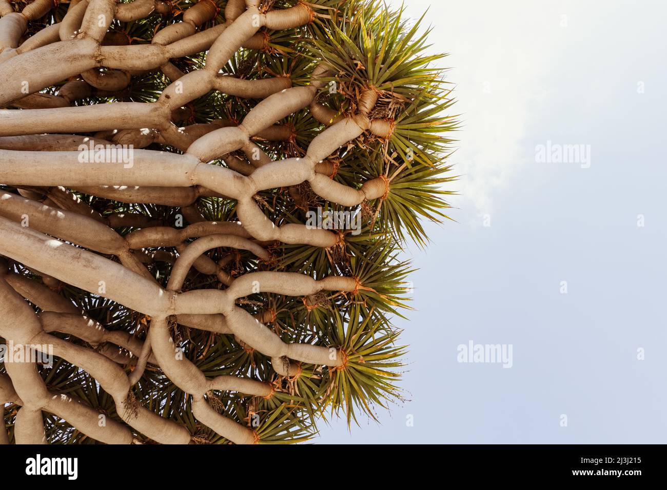 Dracaena draco is endemic to the Canary Islands, Madeira and Cape Verde ...