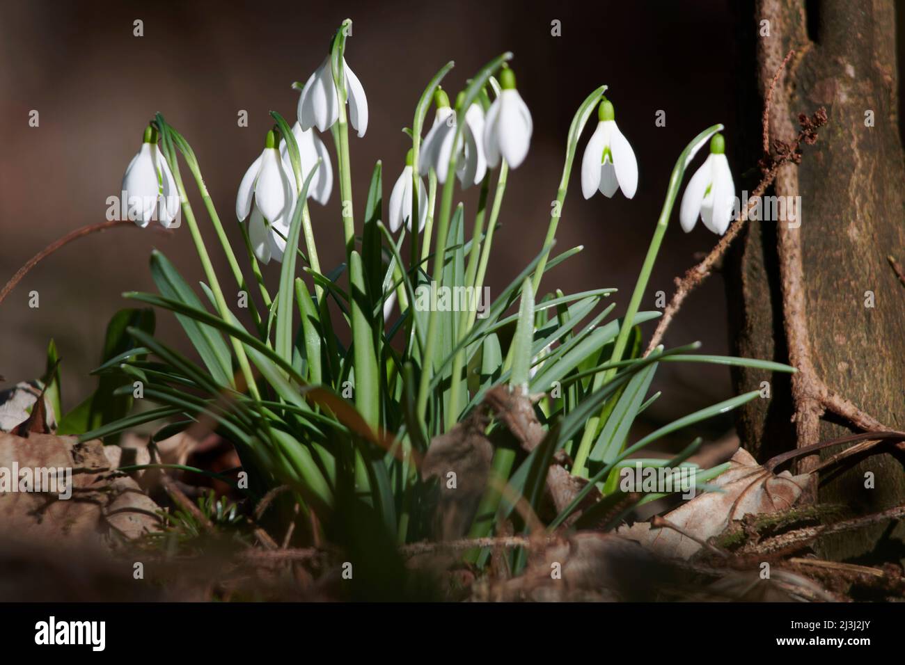 Snowdrop close up hi-res stock photography and images - Alamy