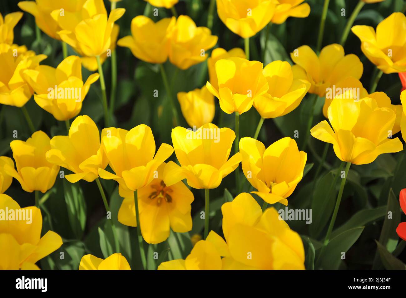 Yellow Darwin Hybrid tulips (Tulipa) Conqueror bloom in a garden in ...