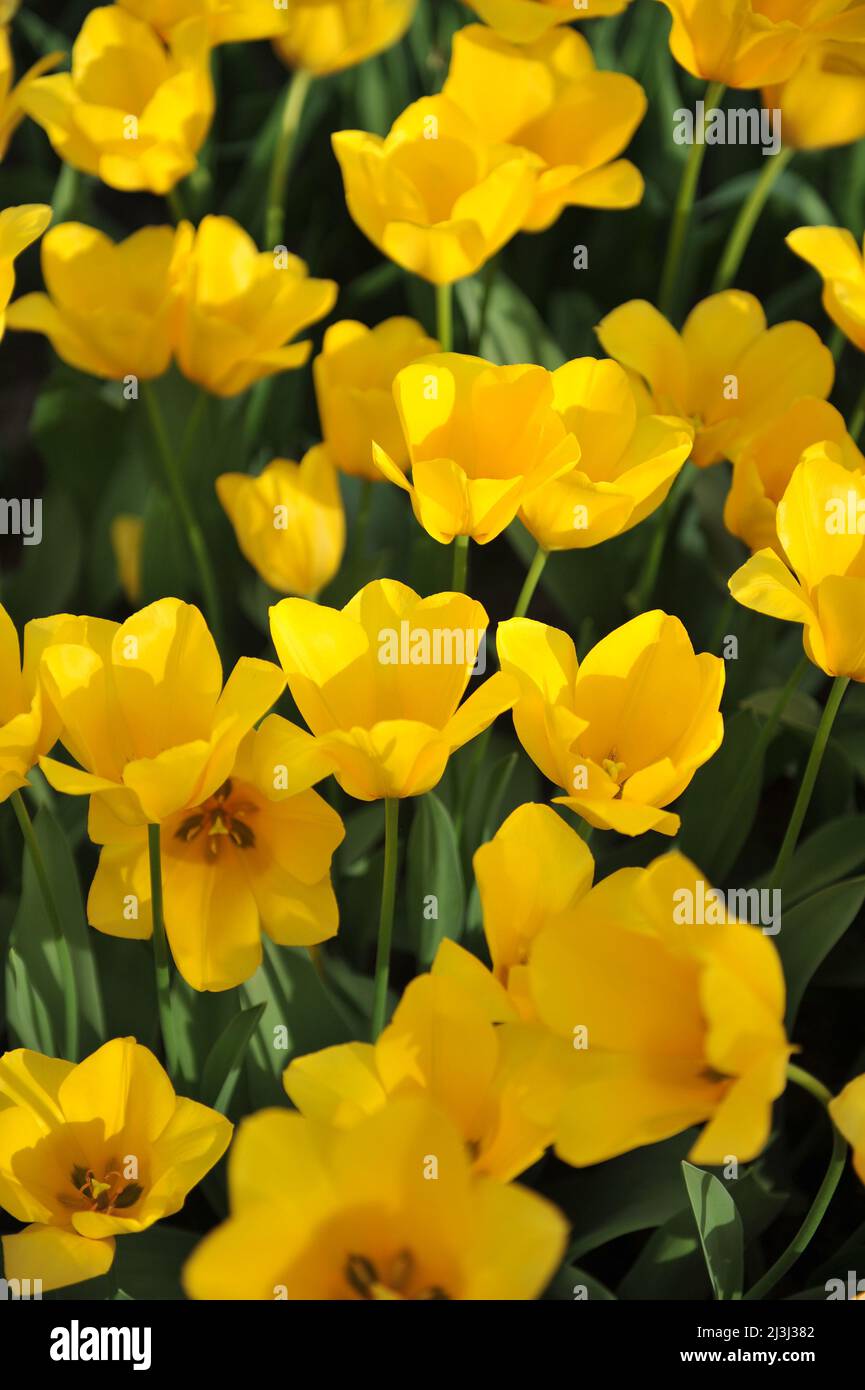 Yellow Darwin Hybrid tulips (Tulipa) Conqueror bloom in a garden in ...