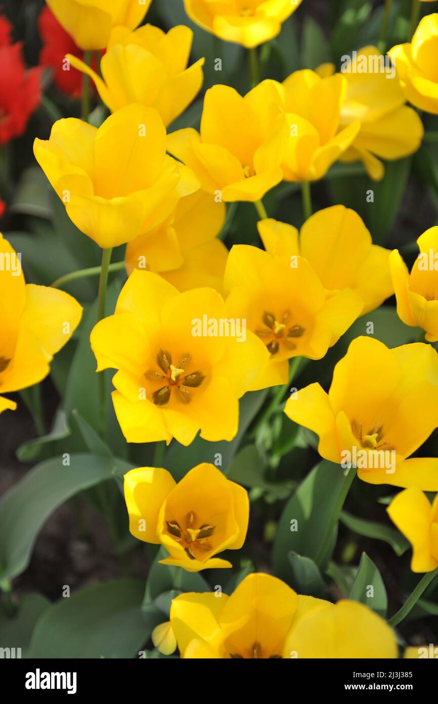 Yellow Darwin Hybrid tulips (Tulipa) Conqueror bloom in a garden in ...
