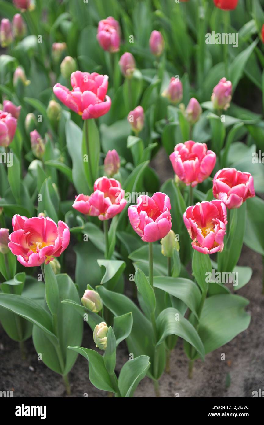 Parrot plant hi-res stock photography and images - Alamy