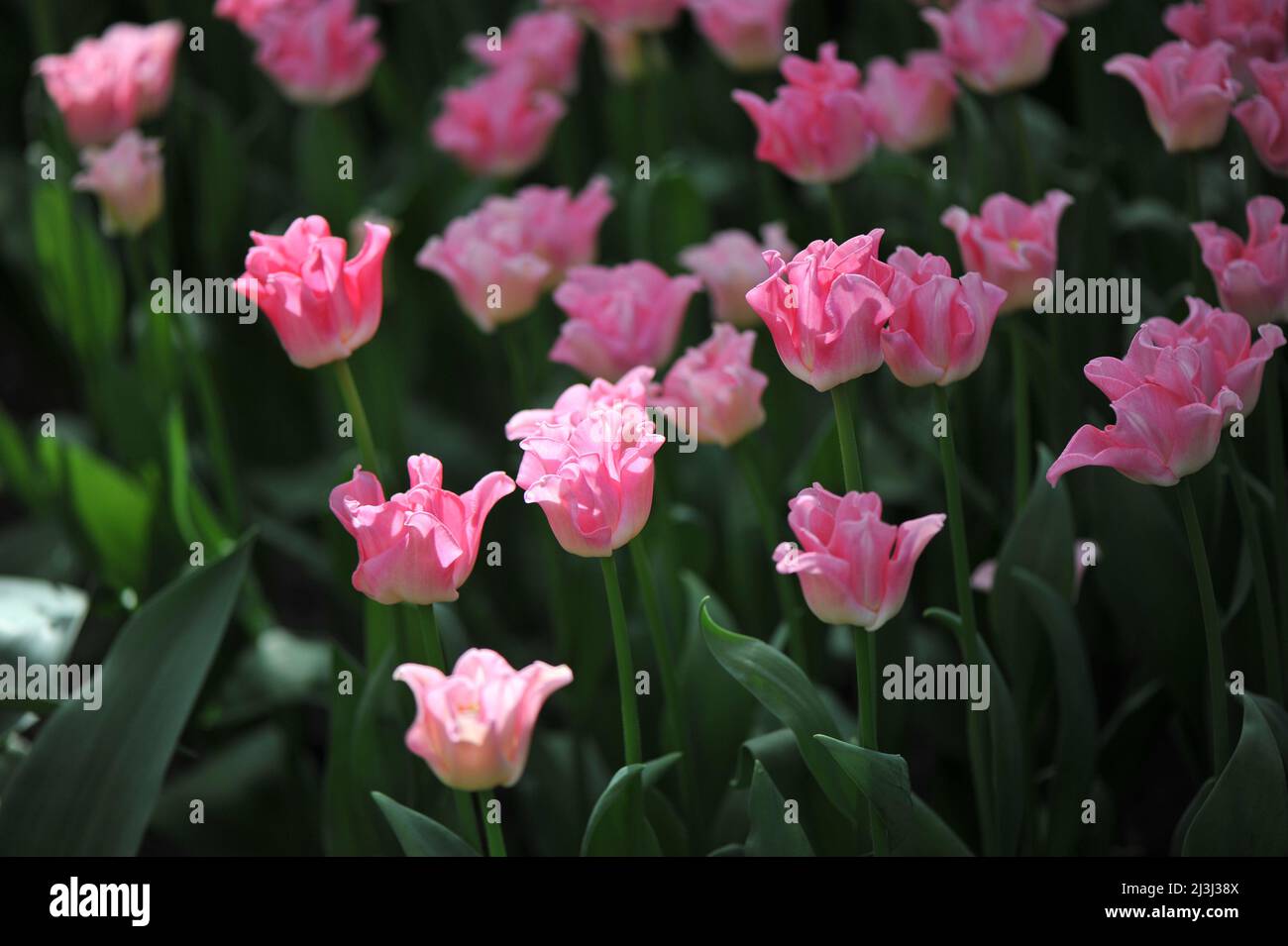 Pink Coronet tulips (Tulipa) Crown of Dynasty bloom in a garden in ...