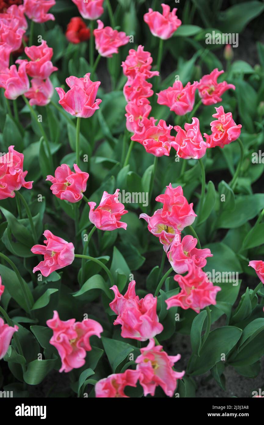 Pink Coronet tulips (Tulipa) Crown of Dynasty bloom in a garden in ...