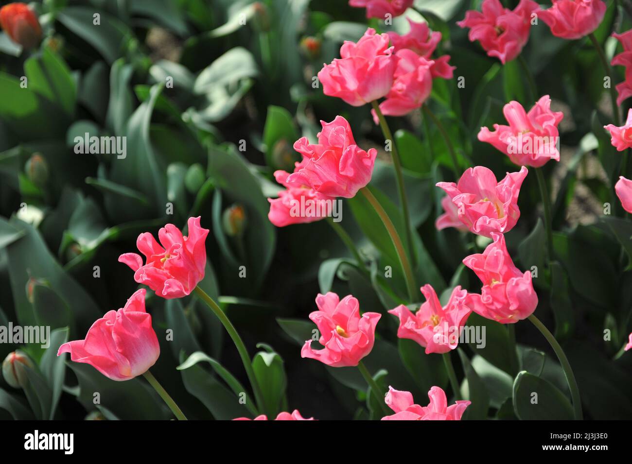 Pink Coronet tulips (Tulipa) Crown of Dynasty bloom in a garden in ...
