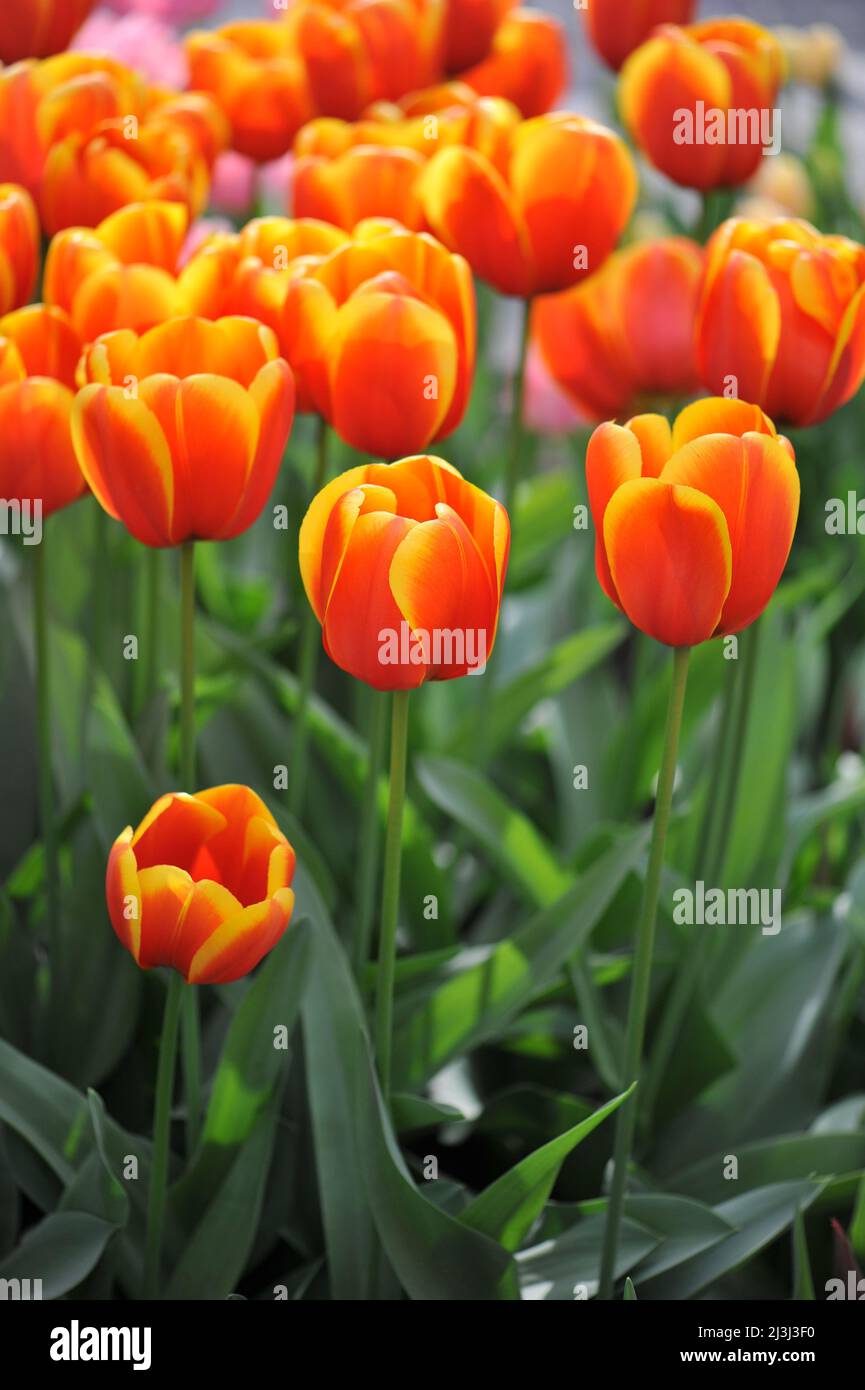 Orange with yellow edges Darwin Hybrid tulips (Tulipa) Dafeng bloom in ...