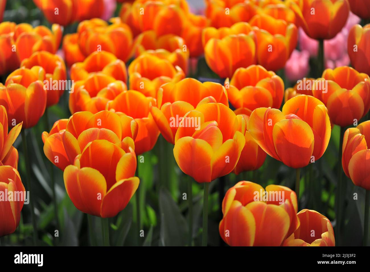 Orange with yellow edges Darwin Hybrid tulips (Tulipa) Dafeng bloom in ...