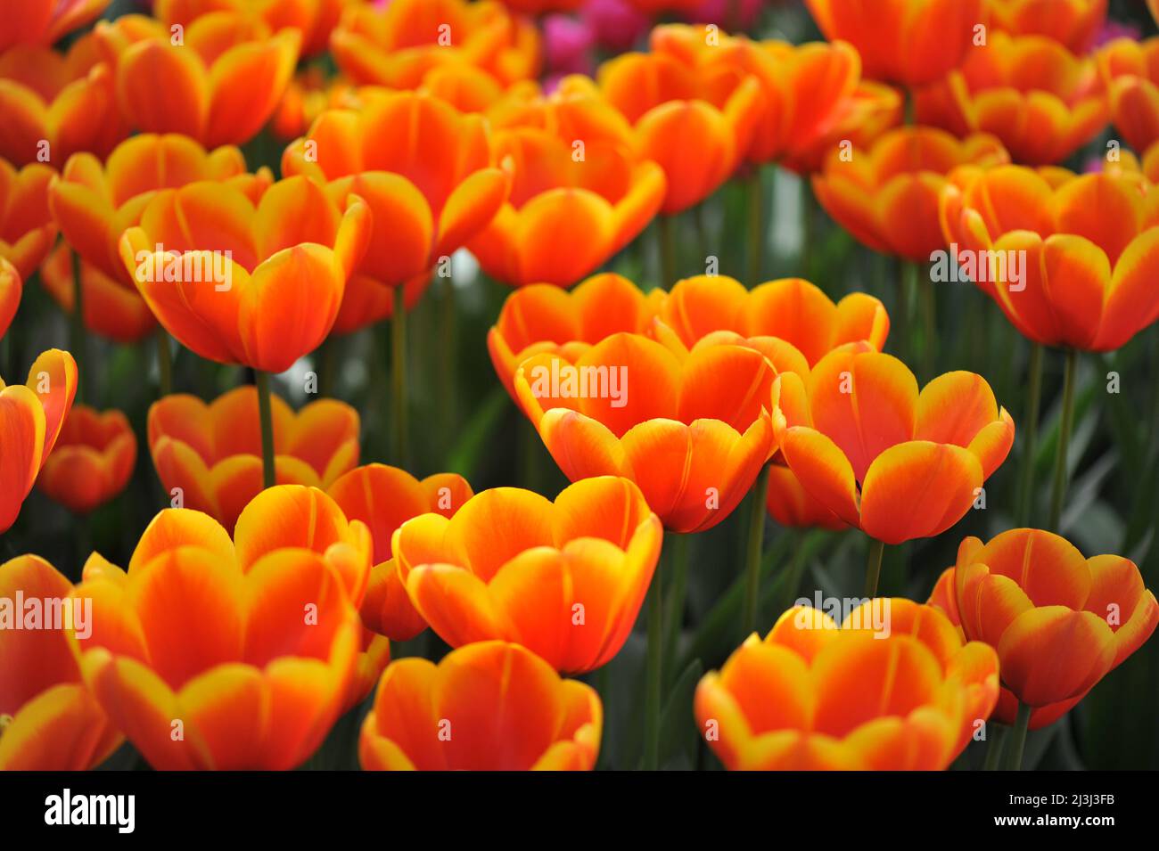 Orange with yellow edges Darwin Hybrid tulips (Tulipa) Dafeng bloom in ...