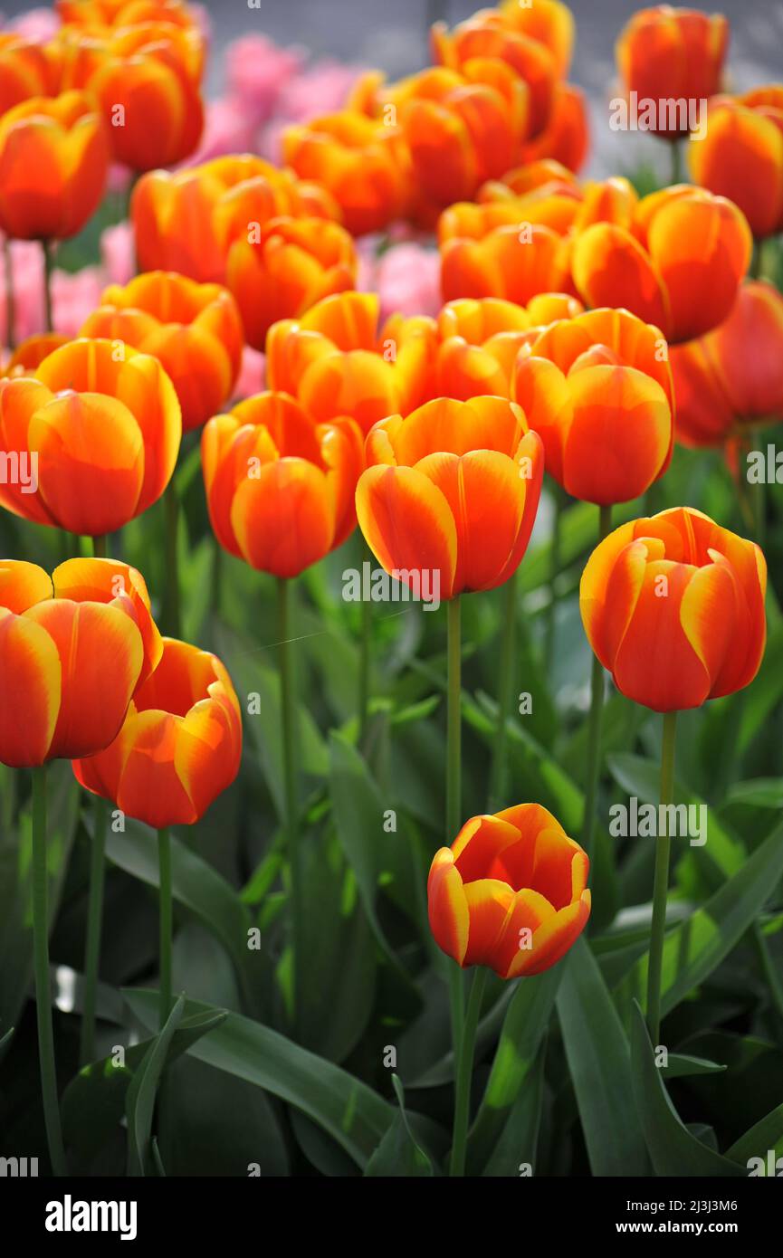 Orange with yellow edges Darwin Hybrid tulips (Tulipa) Dafeng bloom in ...