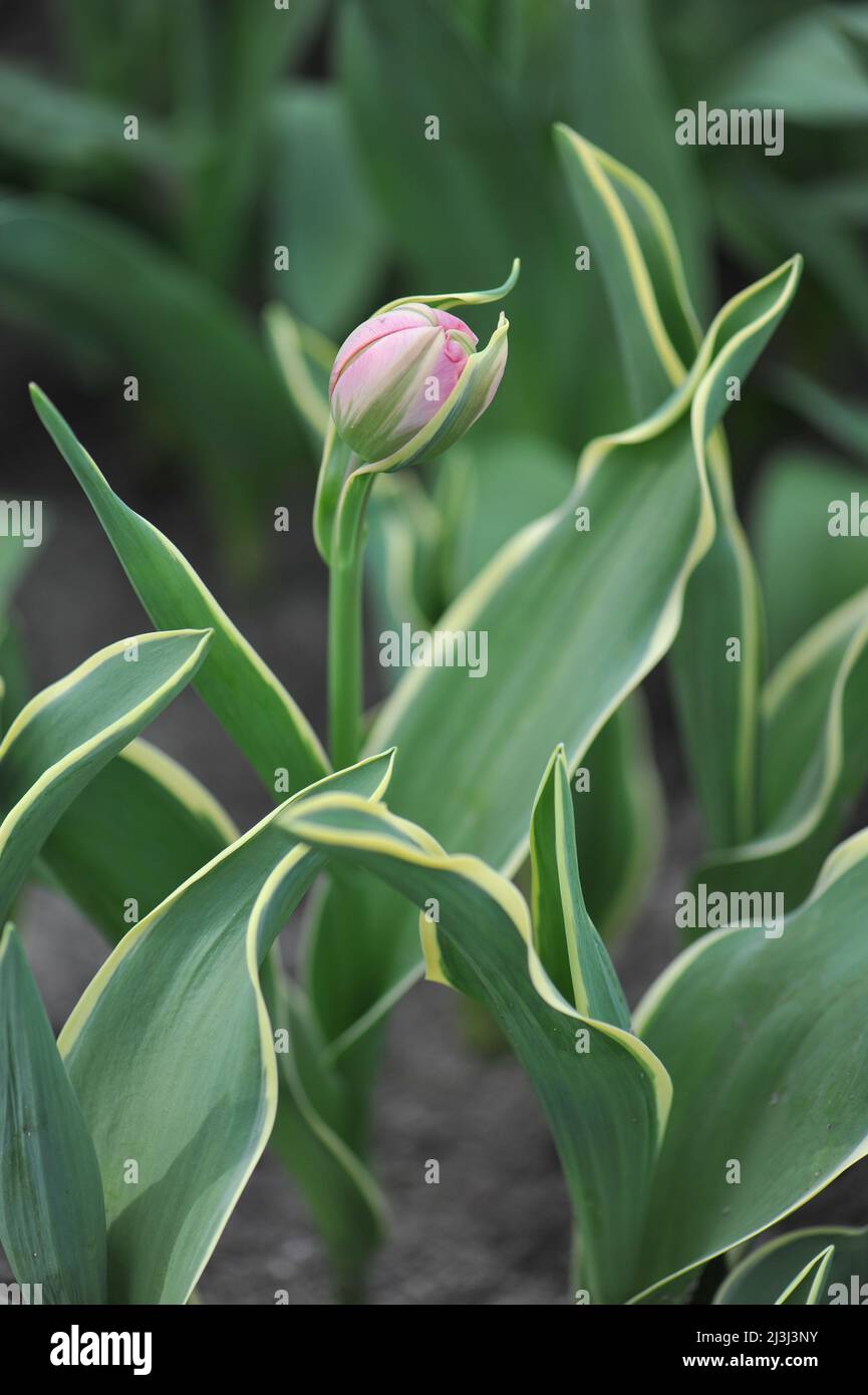 Pink and white peony-flowered Double Late tulips (Tulipa) Dazzling ...