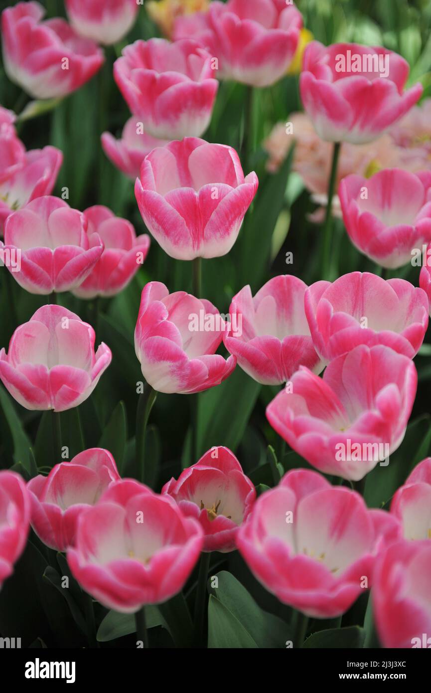 Pink and white Triumph tulips (Tulipa) Deborah bloom in a garden in ...